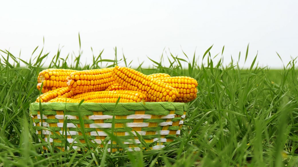 Китай продолжает увеличивать спрос на украинскую кукурузу нового урожая ...